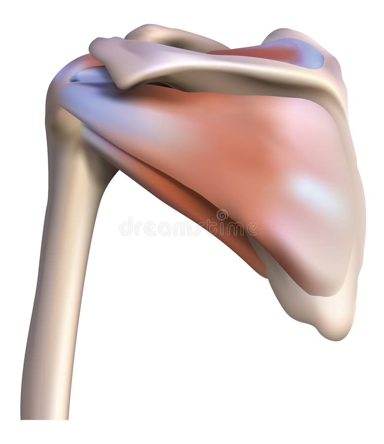 Anatomie Des Os De L'épaule Illustration Stock - Illustration du ...