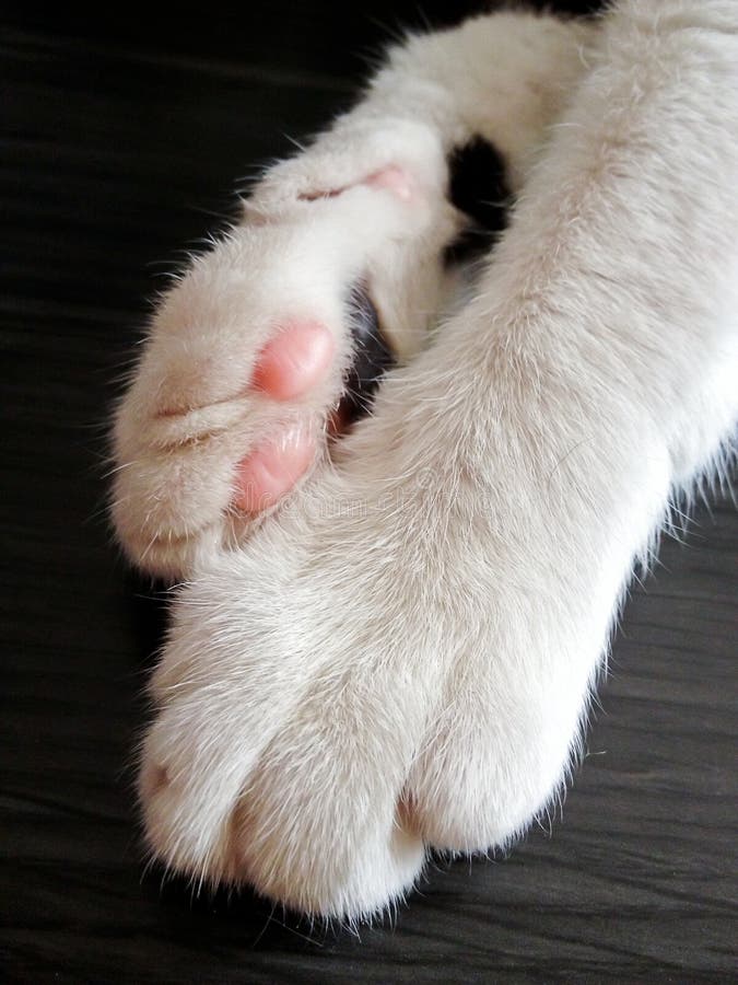Pattes de chat photo stock. Image du vétérinaire, pattes - 34399042