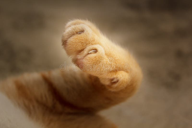 Les pattes du chat photo stock. Image du patte, flou - 55797950