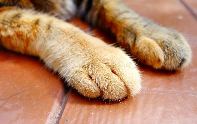 Les pattes du chat image stock. Image du antérieur, griffes - 62075591