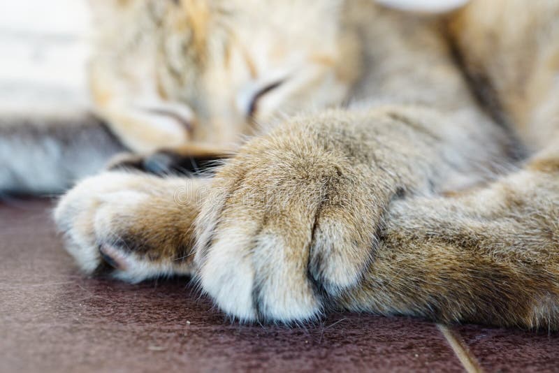 Les pattes du chat photo stock. Image du maison, chat - 66245504