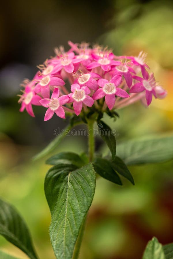 Les Pentas Roses Fleurissent Vertical Image stock - Image du lumineux ...