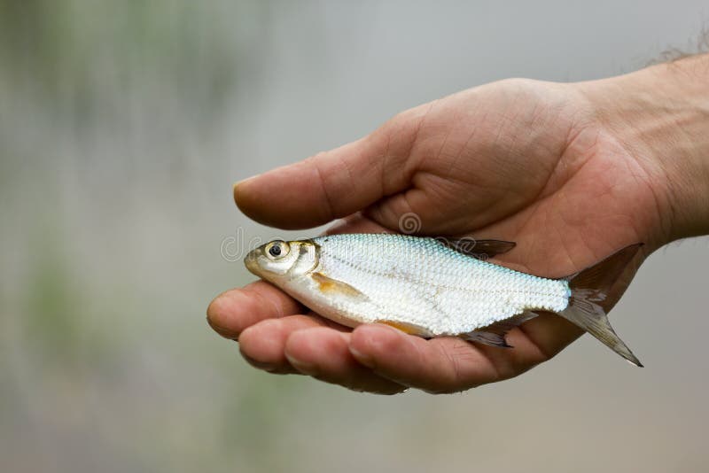Les Petits Poissons Dans La Main Poissons De Fleuve Photo stock - Image ...