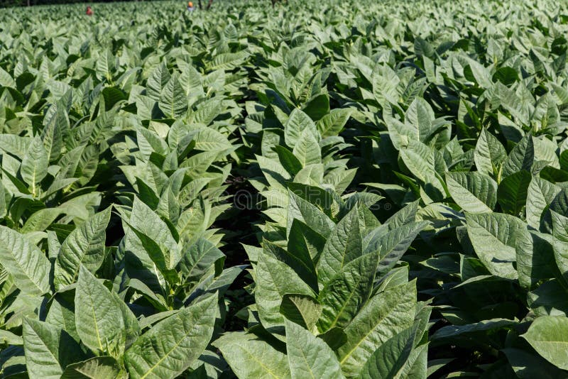 Champ De Tabac Au Nord Du Nicaragua Photo stock - Image du nicotine ...