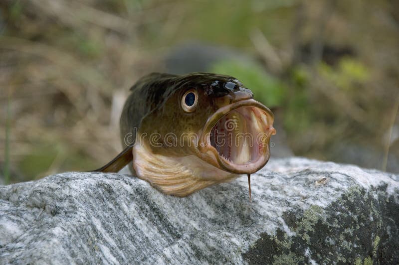 Les Poissons Avec La Bouche S'ouvrent Photo stock - Image du terrifié ...