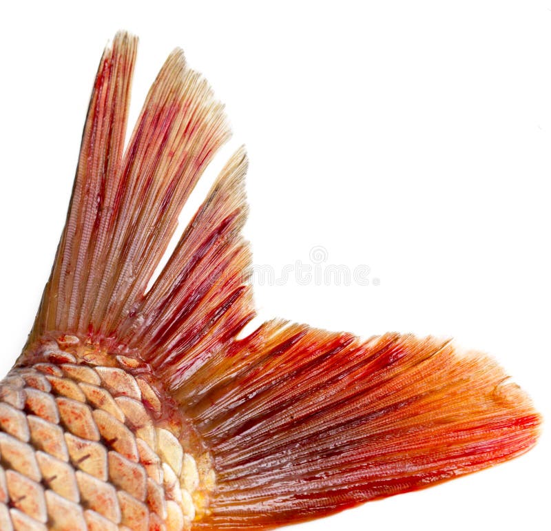 Les Poissons Coupent La Queue Sur Un Fond Blanc Photo stock - Image du ...