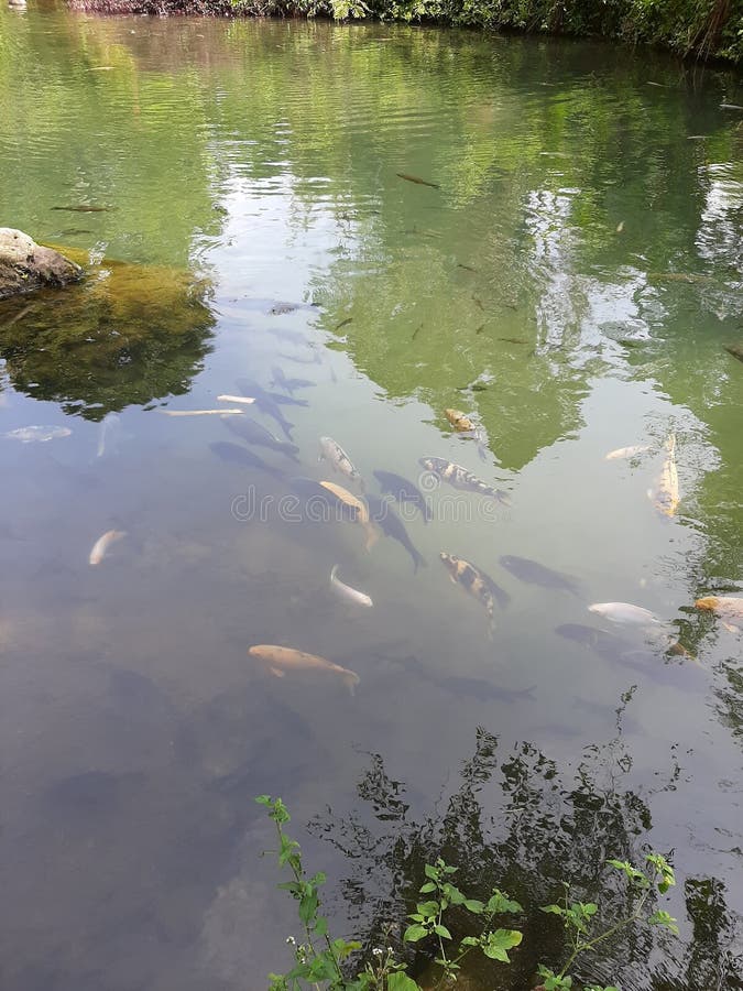 Les poissons du lac d'eau image stock. Image du watercourse - 202616041