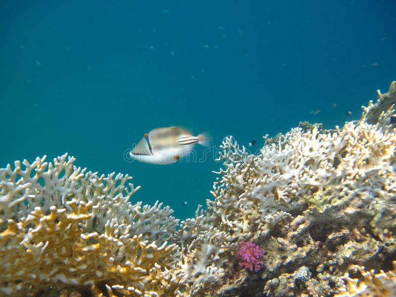 Les poissons gris photo stock. Image du marin, durée - 27635732