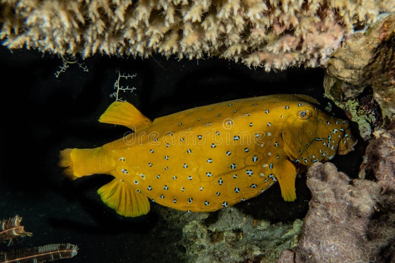Les Poissons Nagent Dans La Mer Rouge Image stock - Image du animal ...