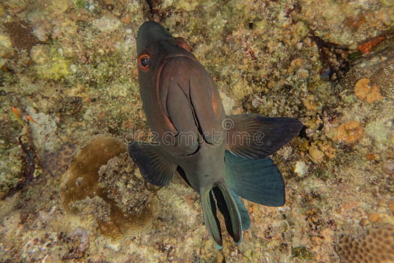 Les Poissons Nagent Dans La Mer Rouge Image stock - Image du marin ...