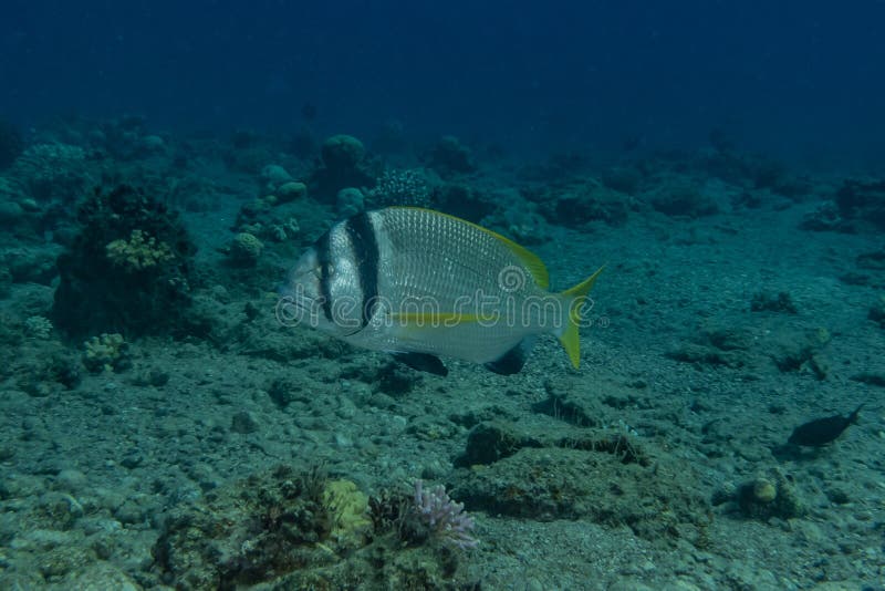 Les Poissons Nagent Dans La Mer Rouge Photo stock - Image du egypte ...