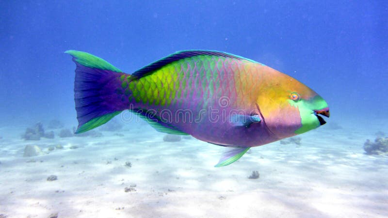 Les Poissons Parrot La Mer Rouge Image stock - Image du marin, beau ...