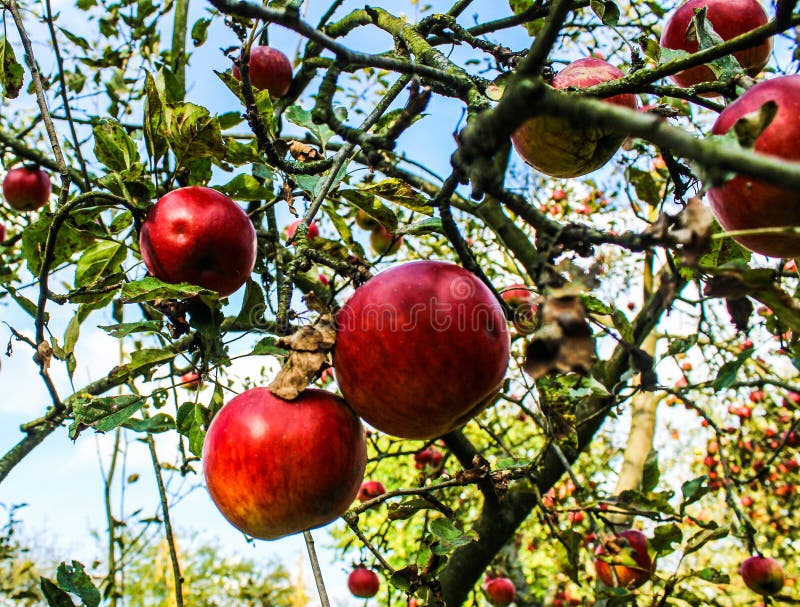 Les Pommes Rouges Sont Dans Un Jardin Image stock - Image of arbre ...