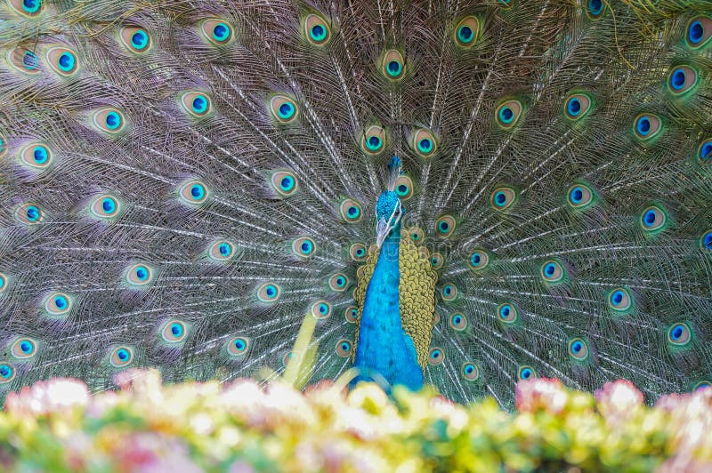 Les Queue-plumes Masculines De Diffusion De Paon Image stock - Image du ...