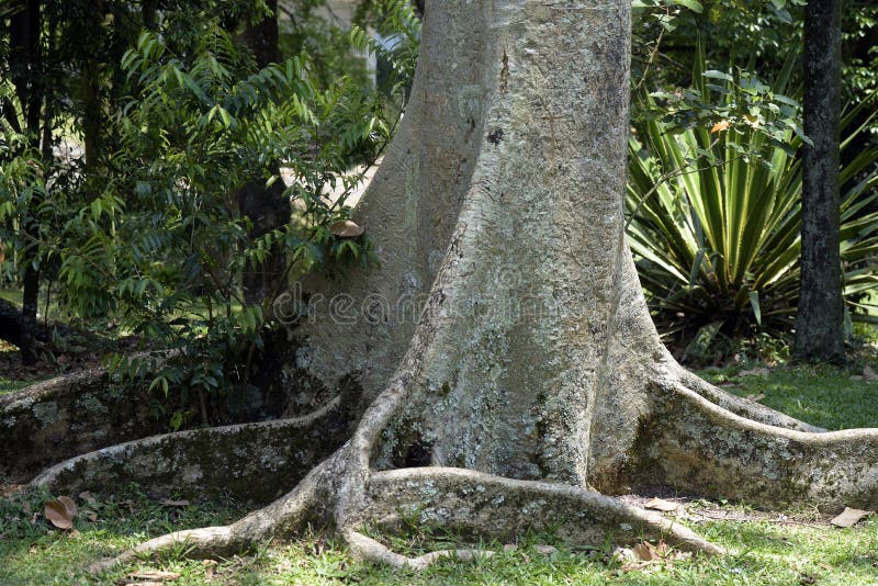 Les Racines Impressionnantes D'un Figuier Dans La Forêt Photo stock ...