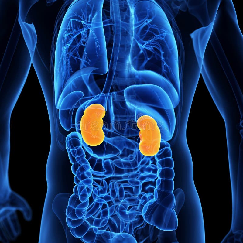 Les reins illustration stock. Illustration du rein, fuselage - 45275686