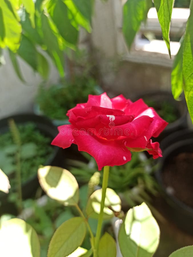 Les Roses Rouges Fleurissent Photo stock - Image du floraison, roses ...