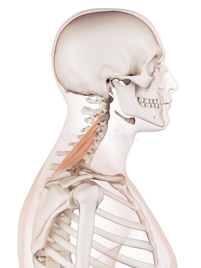 Les scapularis de levator illustration stock. Illustration du rendu ...