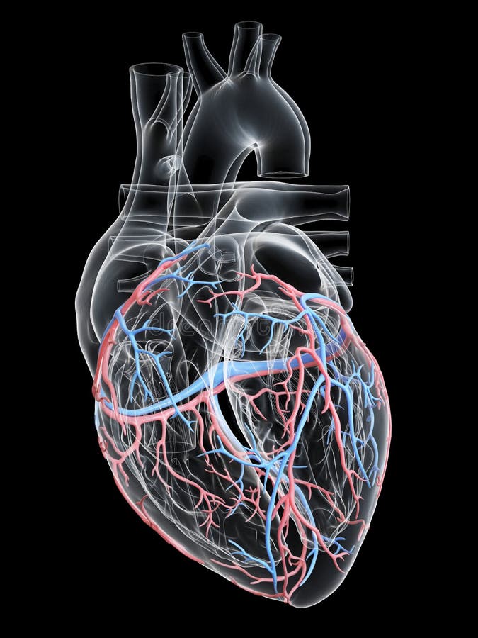 Vaisseaux Sanguins Et Squelette Illustration Stock - Illustration du ...