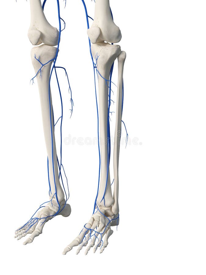 Les veines de jambe illustration stock. Illustration du squelettique ...