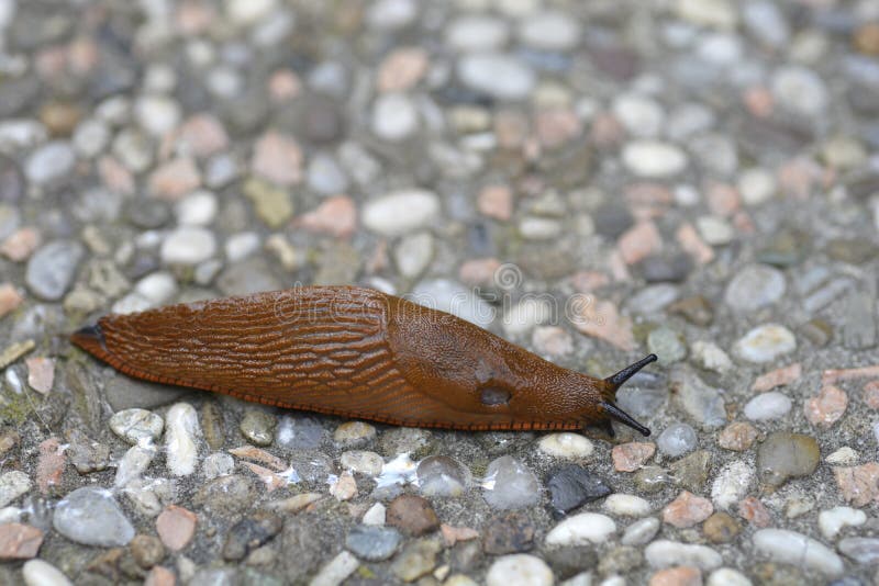 Lesma negra foto de stock. Imagem de lesma, preto, molusco - 236799506