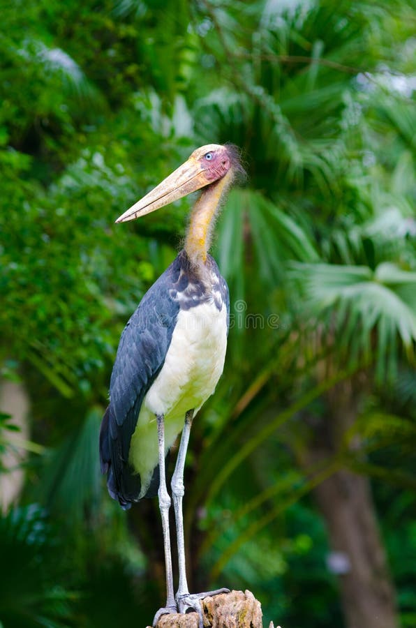 Lesser Adjutant, Leptoptilos Javanicus Stock Image - Image of ...