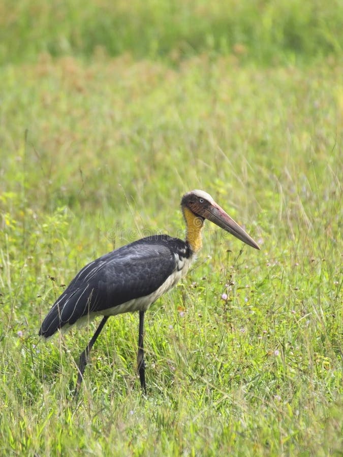 Lesser adjutant stork stock image. Image of gray, wild - 13278335