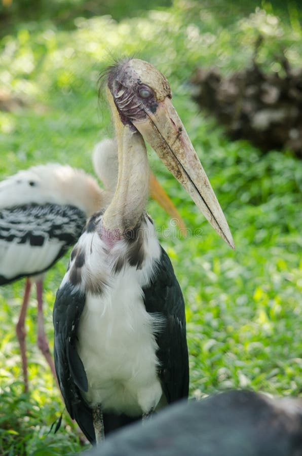Lesser adjutant stork stock image. Image of biology, color - 70873521