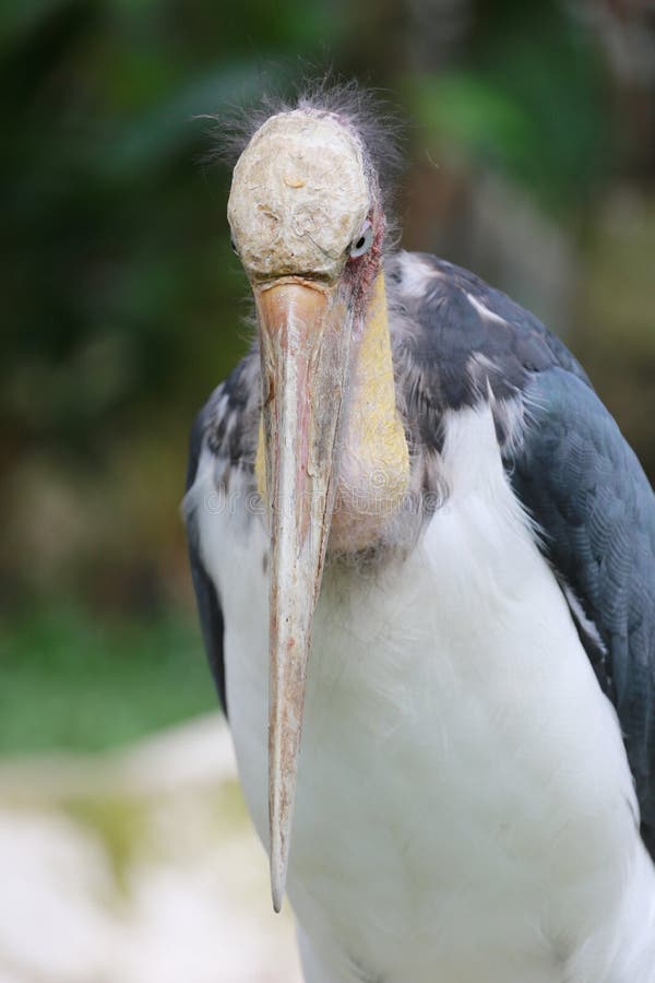 Lesser Adjutant Stork Bird. Stock Image - Image of asia, forest: 91456451