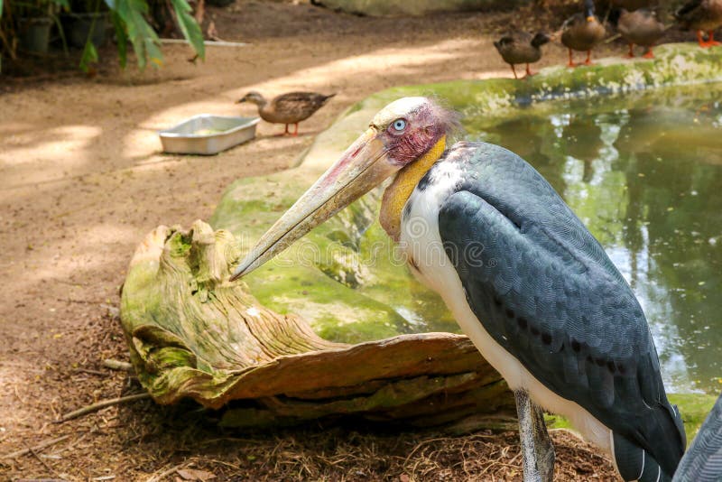 Lesser adjutant stork stock image. Image of close, shot - 78453675