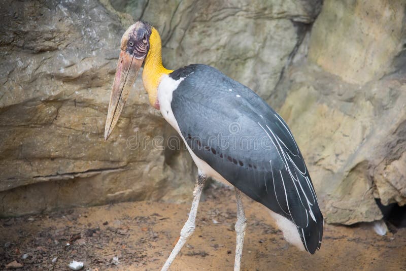 Lesser Adjutant Stork in the Zoo Stock Photo - Image of tree, black ...
