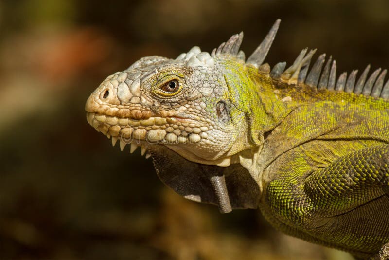 Lesser Antillean Iguana stock image. Image of chancel - 28520307