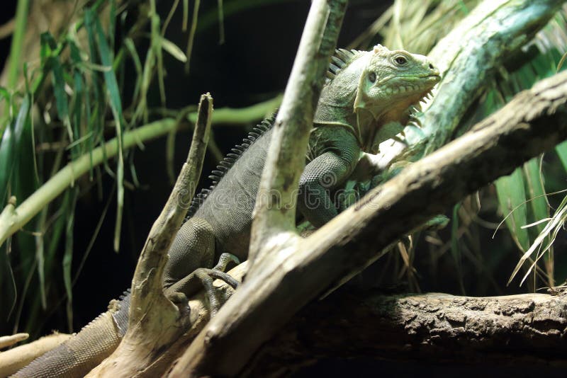 Lesser Antillean iguana stock photo. Image of antillean - 113434650