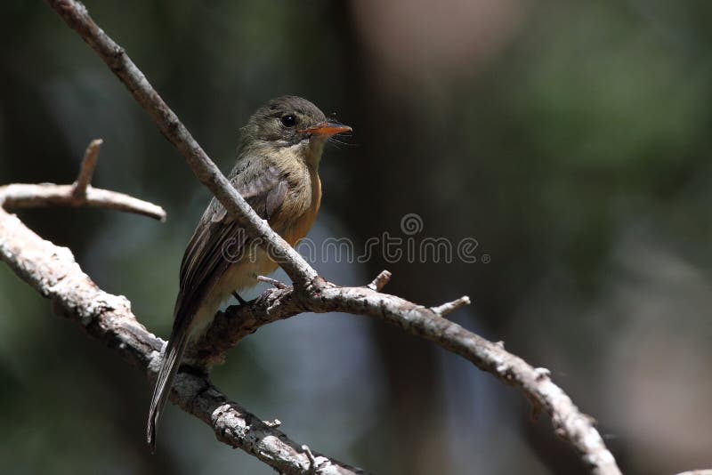 Lesser Antillean Pewee stock image. Image of tropics - 19336841