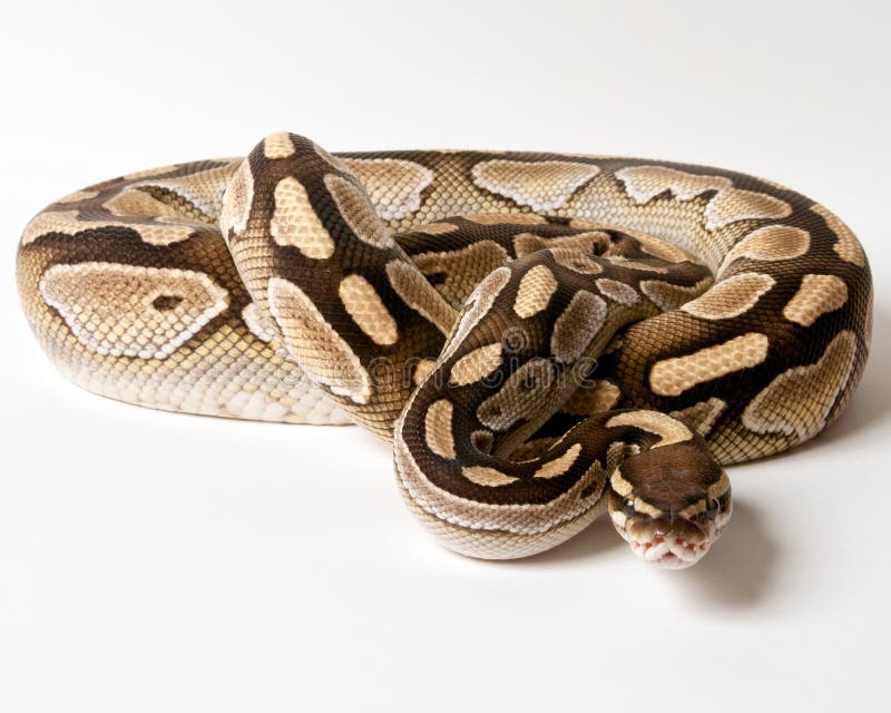 Lesser Ball Python stock image. Image of wildlife, constrictor - 263826855