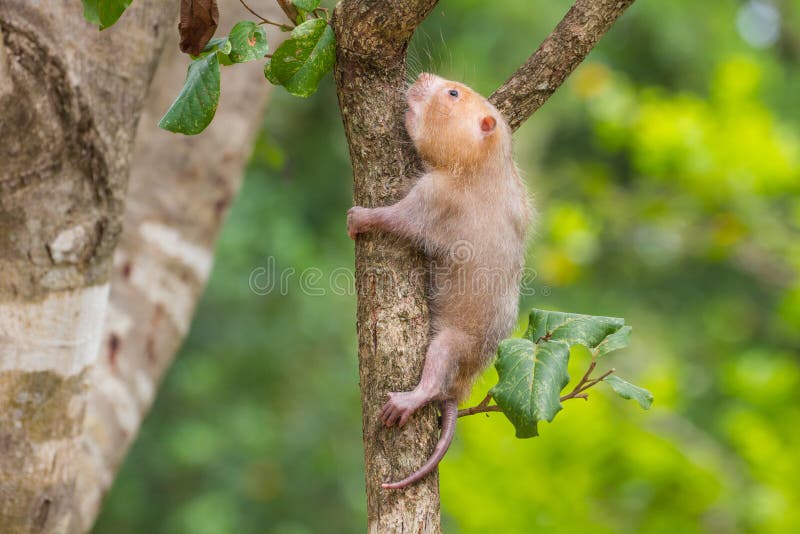 Lesser Bamboo Rat in Nature Stock Image - Image of animal, tropical ...