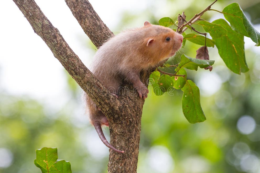 Lesser Bamboo Rat in Nature Stock Image - Image of wildlife, asia: 86381663