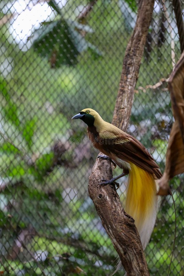 The Lesser Bird of Paradise in Nature Stock Photo - Image of beautiful ...