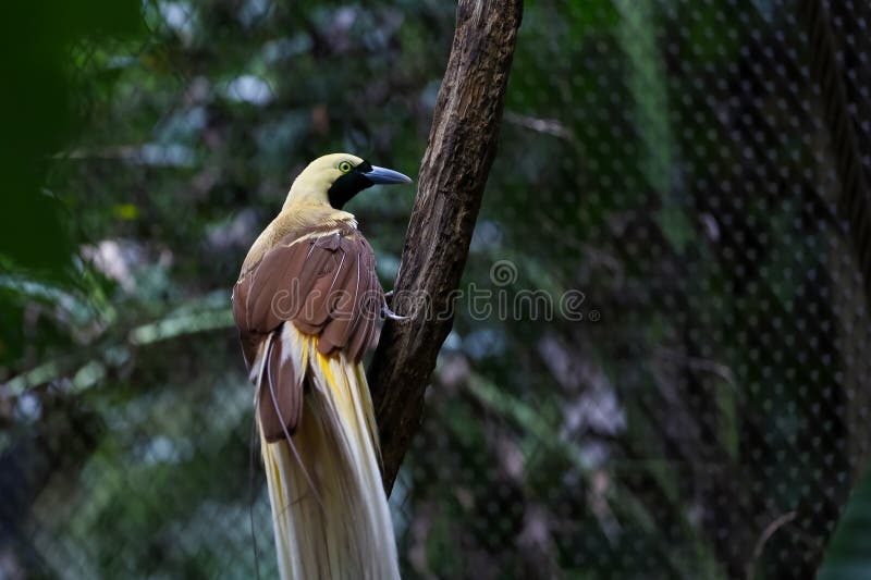 The Lesser Bird of Paradise in Nature Stock Image - Image of species ...