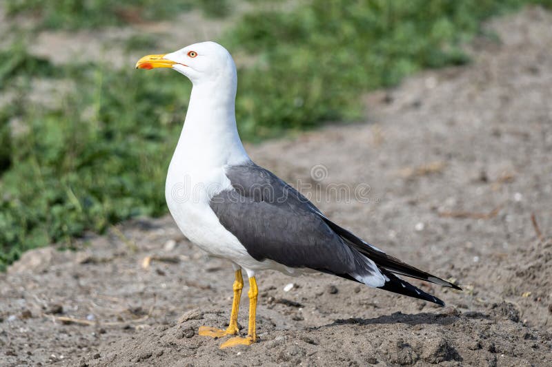 Lesser black-backed gull stock image. Image of adult - 385962925