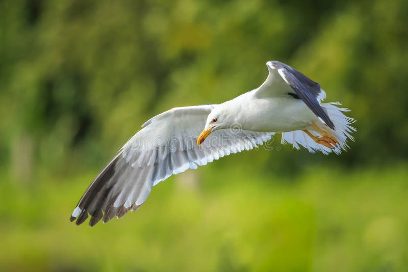Lesser Black-backed Gull, Larus Fuscus, in Flight Stock Image - Image ...