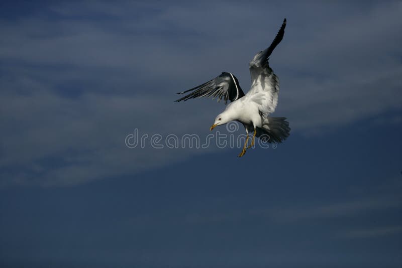 Lesser Black-backed Gull, Larus Fuscus Stock Photo - Image of backed ...