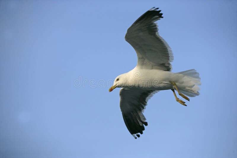 Lesser Black-backed Gull, Larus Fuscus Stock Photo - Image of ...