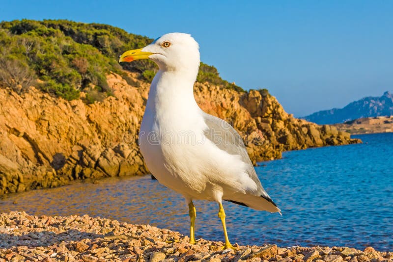 Lesser black-backed gull stock image. Image of closeup - 31680777