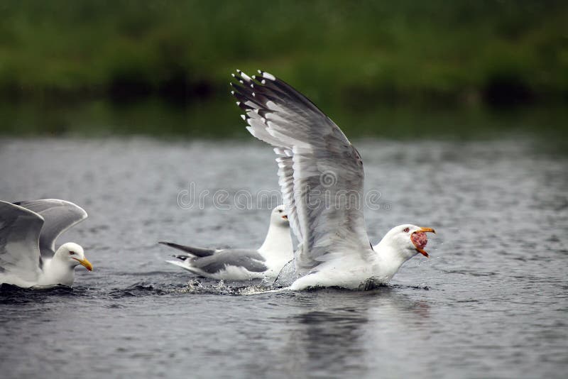 Seagull Piece Meat Stock Photos - Free & Royalty-Free Stock Photos from ...