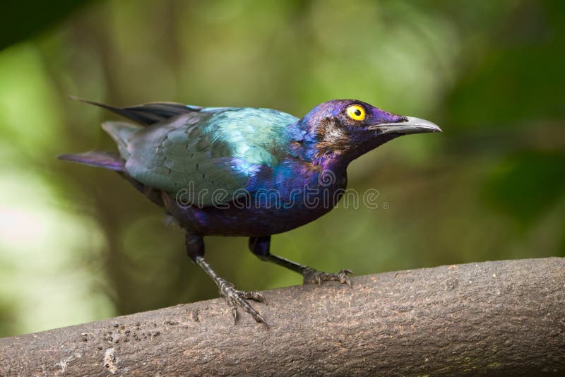 Glossy Starling Bird stock image. Image of attractive - 30282955