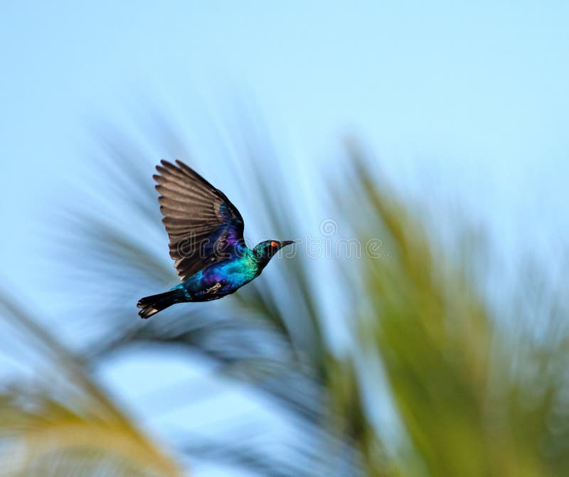 Lesser Blue-eared Glossy Starling in Flight Stock Photo - Image of ...