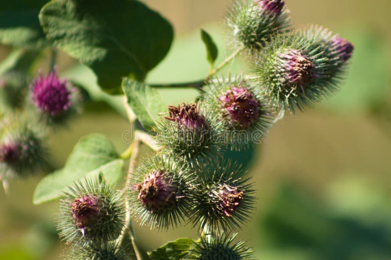 Lesser Burdock Bloom Closeup View with Blurred Green Plants on ...