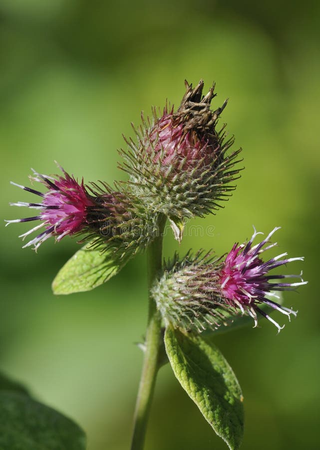 Lesser Burdock flowers stock photo. Image of three, summer - 37799314