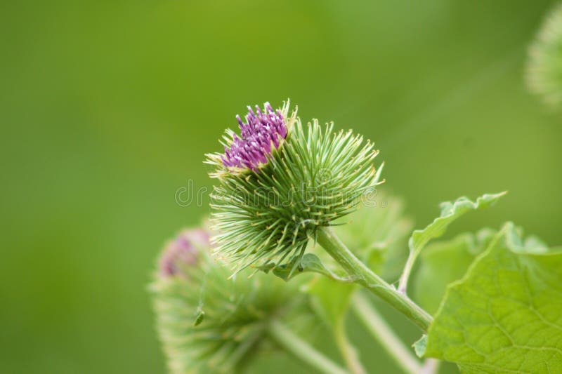 Lesser Burdock in Bloom Closeup View with Blurred Plants on Background ...
